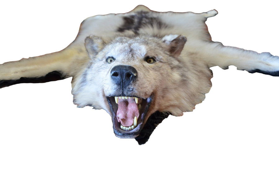 Antique Taxidermy Timber Wolf Rug – Vintage Grind House