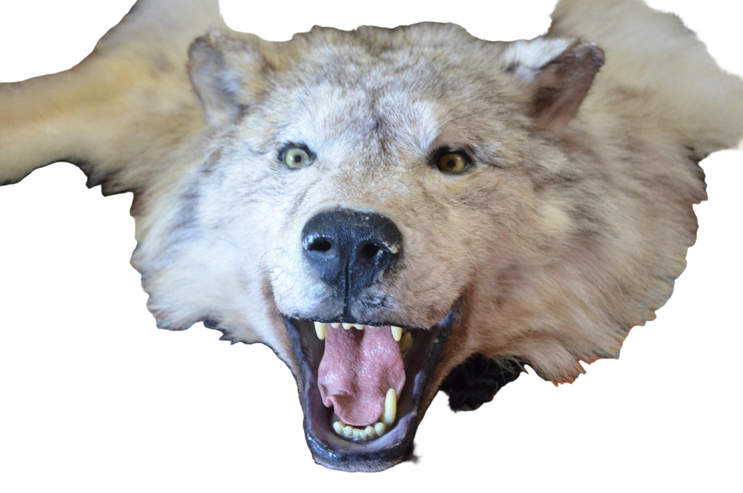 Antique Taxidermy Timber Wolf Rug – Vintage Grind House