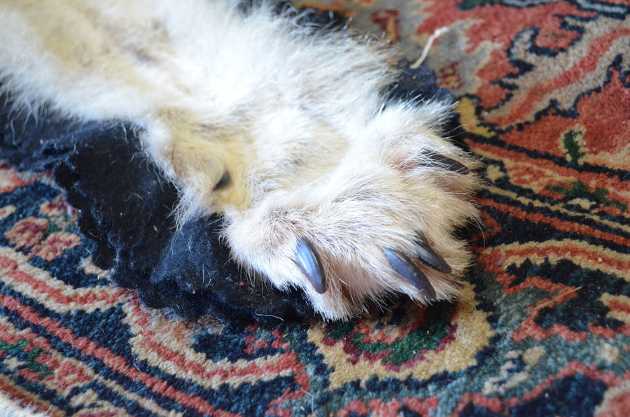 Antique Taxidermy Timber Wolf Rug – Vintage Grind House