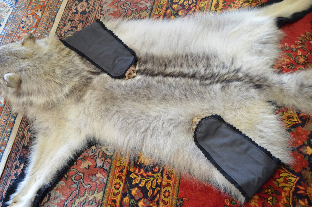 Antique Taxidermy Timber Wolf Rug – Vintage Grind House