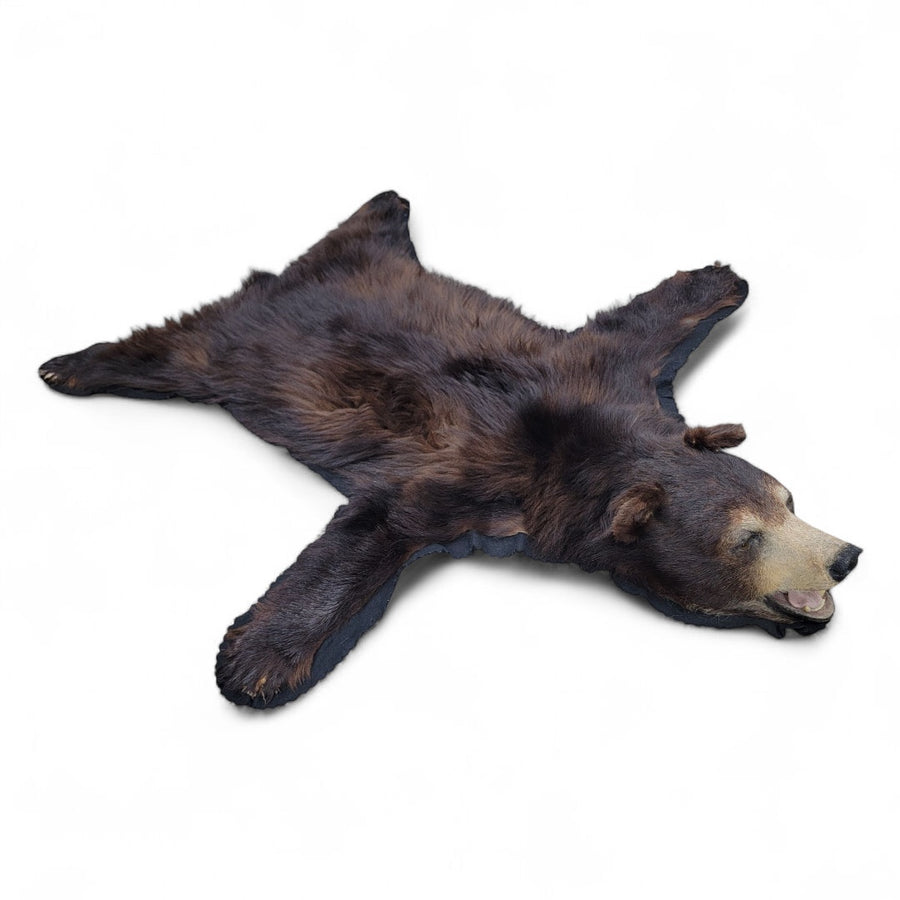 Vintage Taxidermy Black Bear Rug – Vintage Grind House